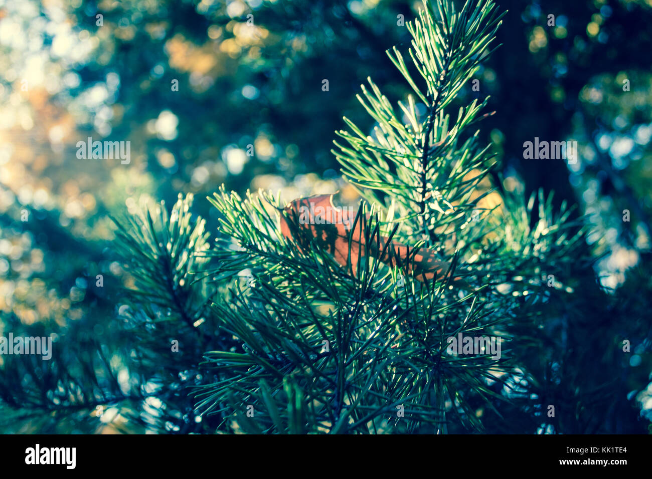 Orange leaf out of place Stock Photo - Alamy