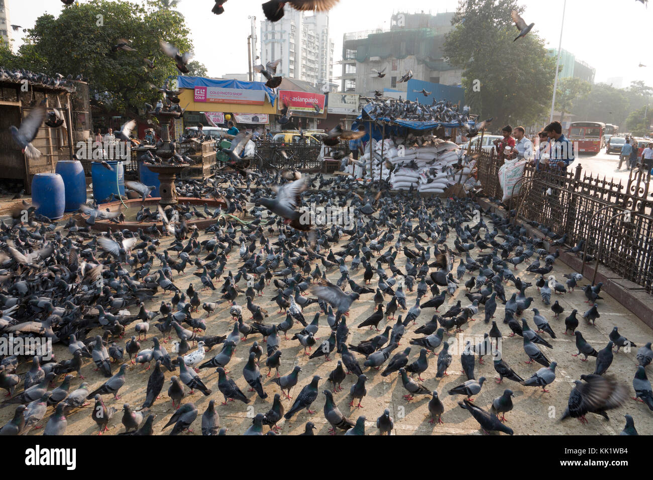 Pigeons feeding frenzy hi-res stock photography and images - Alamy