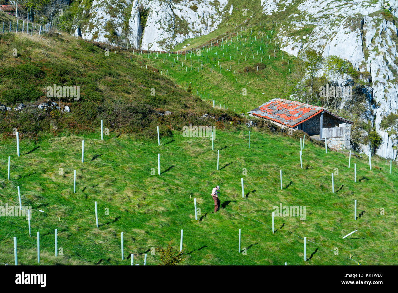 Native trees reforestation in Miera Valley, Valles Pasiegos, Cantabria ...