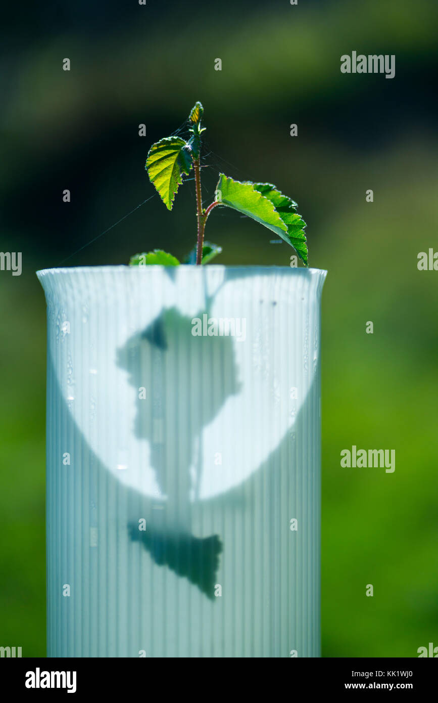 Native trees reforestation in Miera Valley, Valles Pasiegos, Cantabria ...
