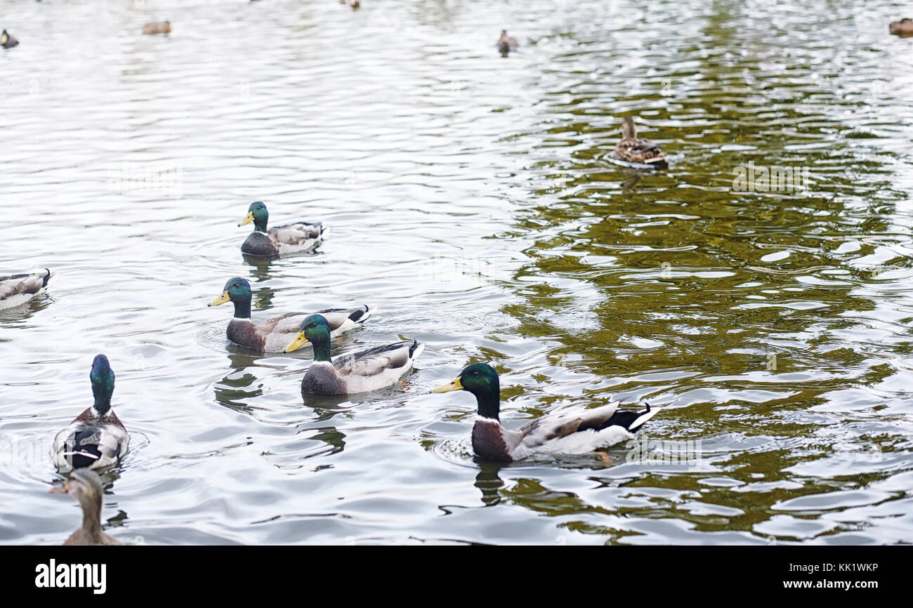 Birds on the pond. A flock of ducks and pigeons by the water. Mi Stock ...