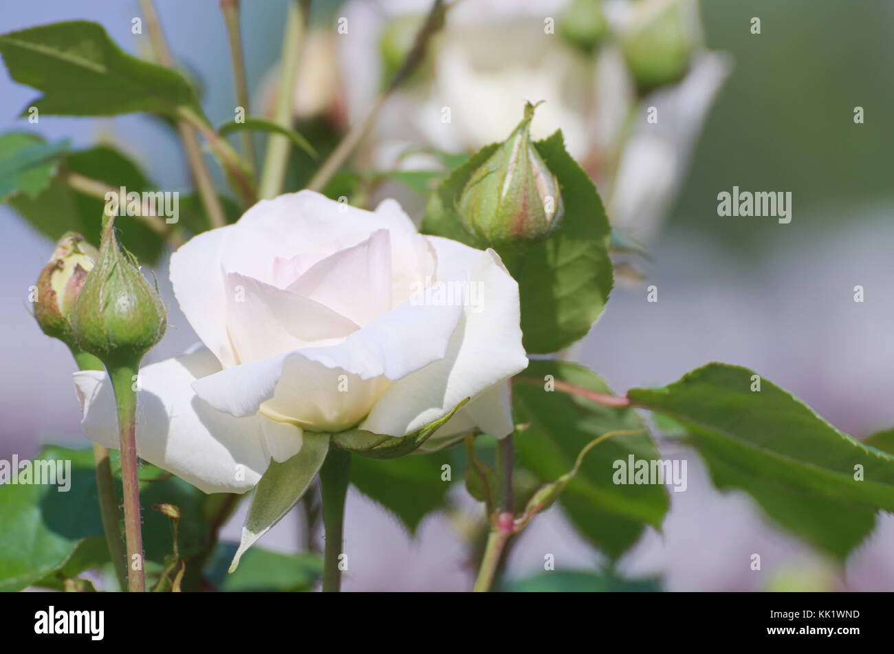 White Rose with Green Leaves in the Garden Closeup Stock Photo - Alamy