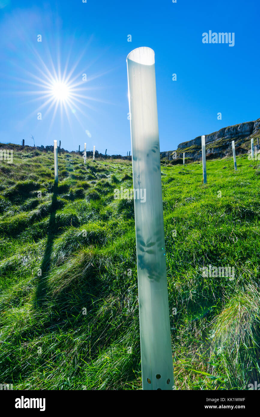 Native trees reforestation in Miera Valley, Valles Pasiegos, Cantabria ...