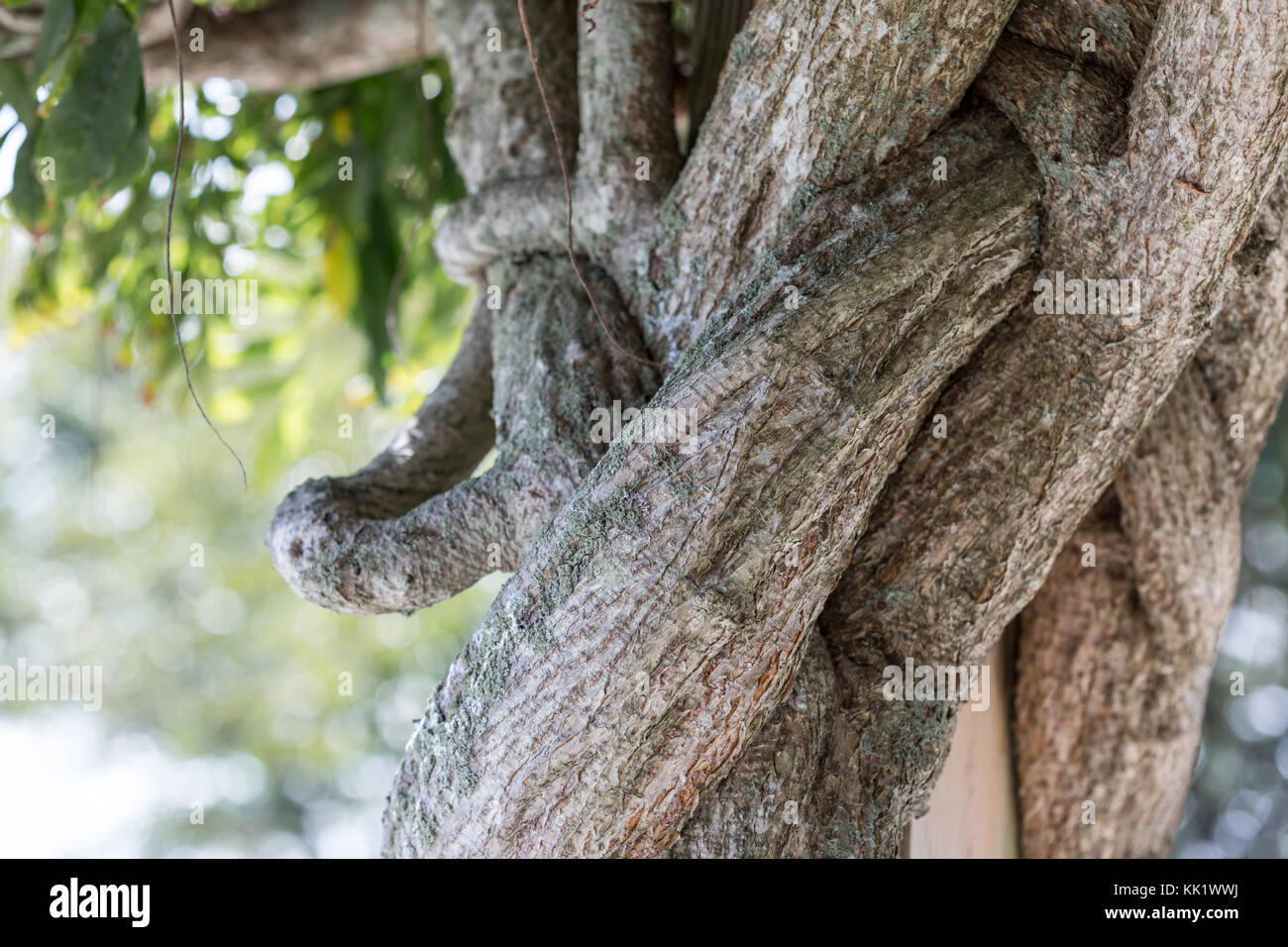 Curved vine hi-res stock photography and images - Alamy