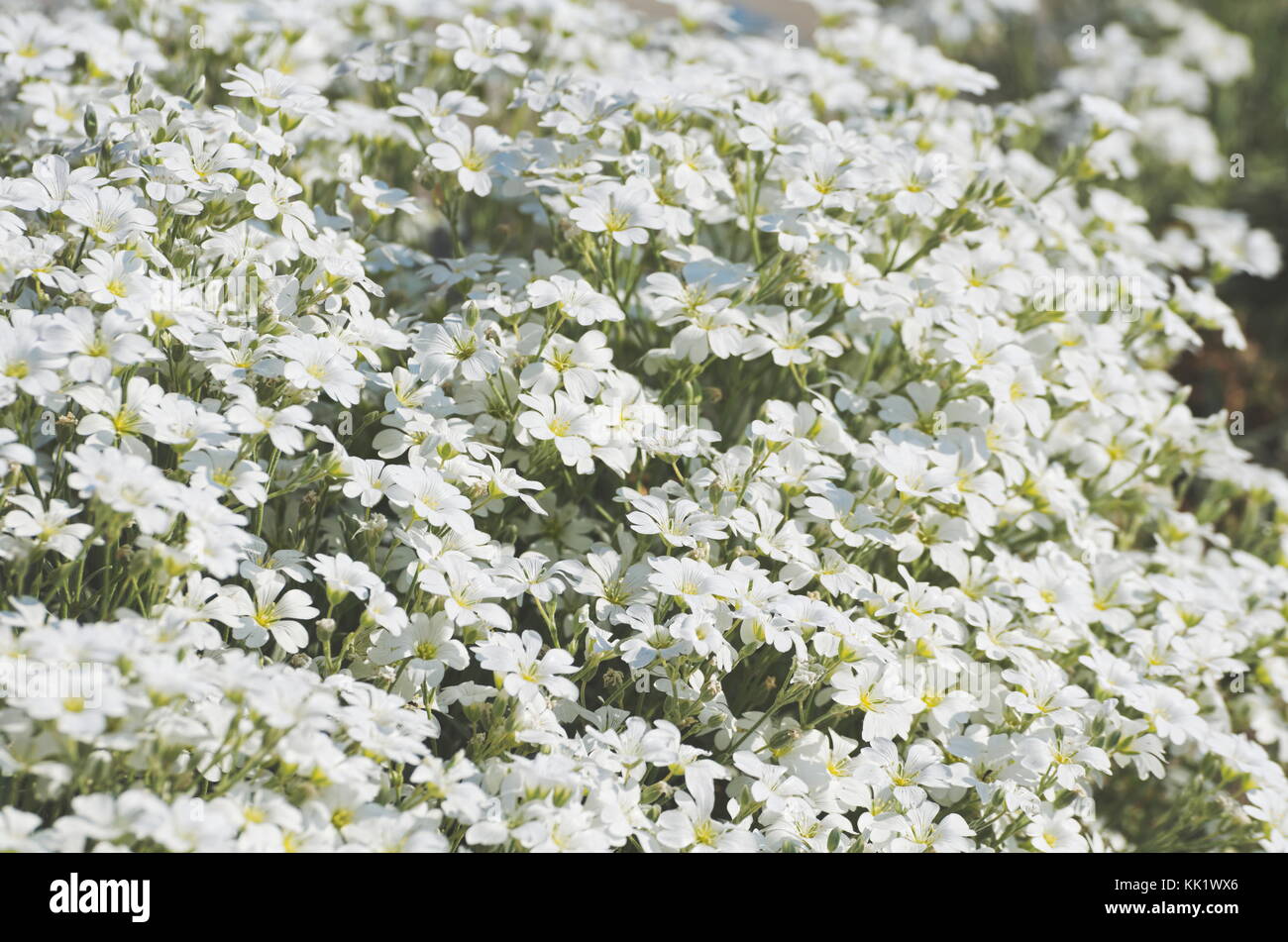 Lush Field of Small White Flowers Closeup Stock Photo - Alamy