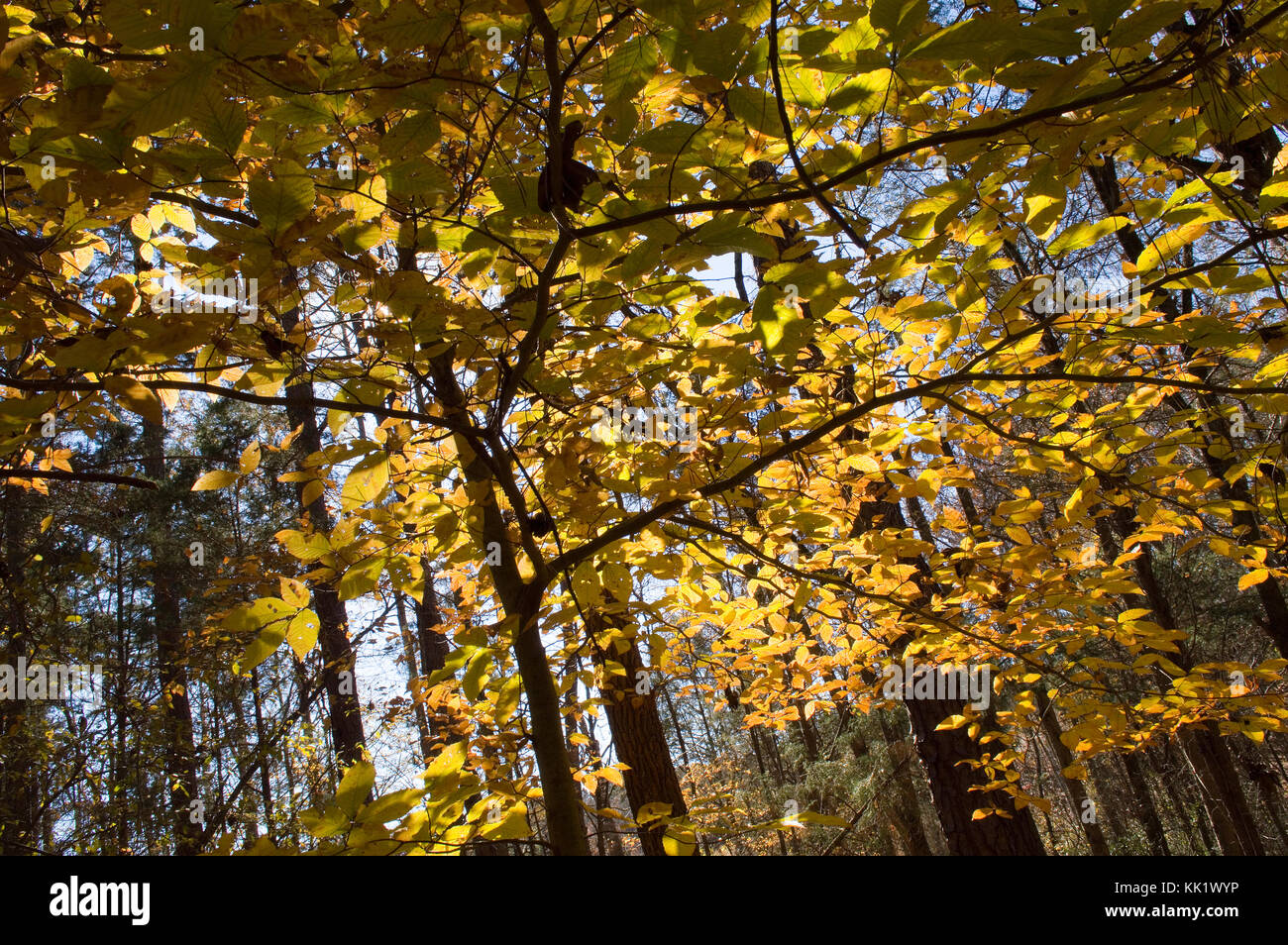 Fall leaf canopy hi-res stock photography and images - Alamy