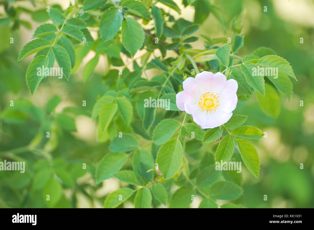 Rosa Canina Dog Rose Flower with Green Leaves Stock Photo - Alamy