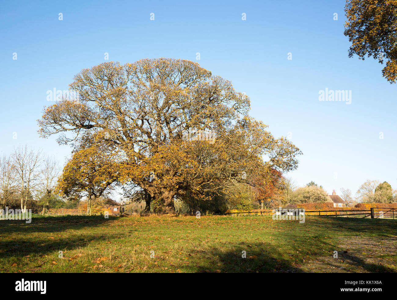 Sweet chestnut tree, Castanea saliva, autumn leaves Woodborough ...