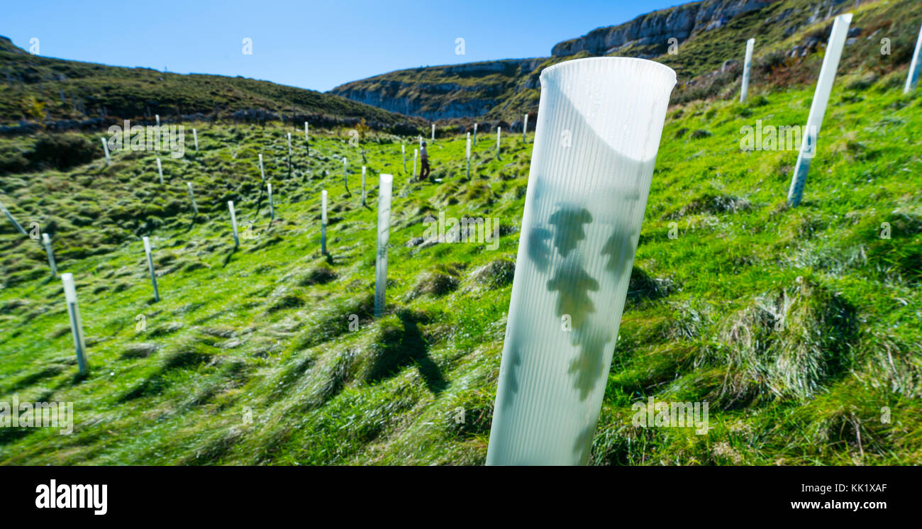Native trees reforestation in Miera Valley, Valles Pasiegos, Cantabria ...