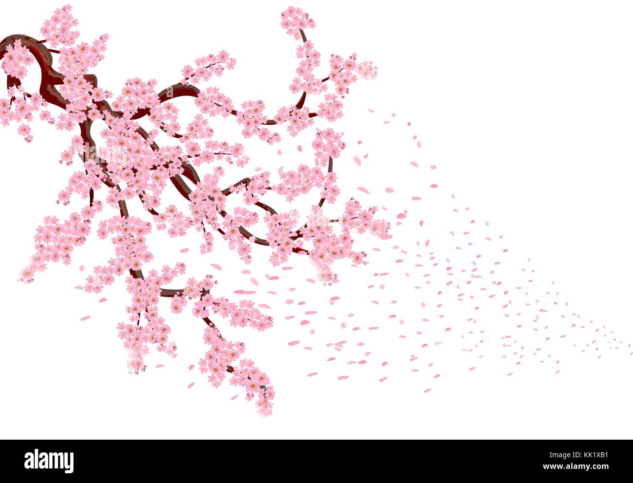 Sakura with flying petals. Lush curved branches of a cherry tree with ...