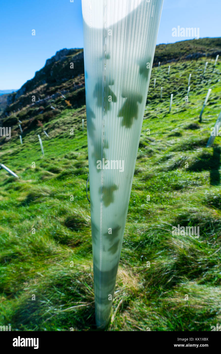 Native trees reforestation in Miera Valley, Valles Pasiegos, Cantabria ...