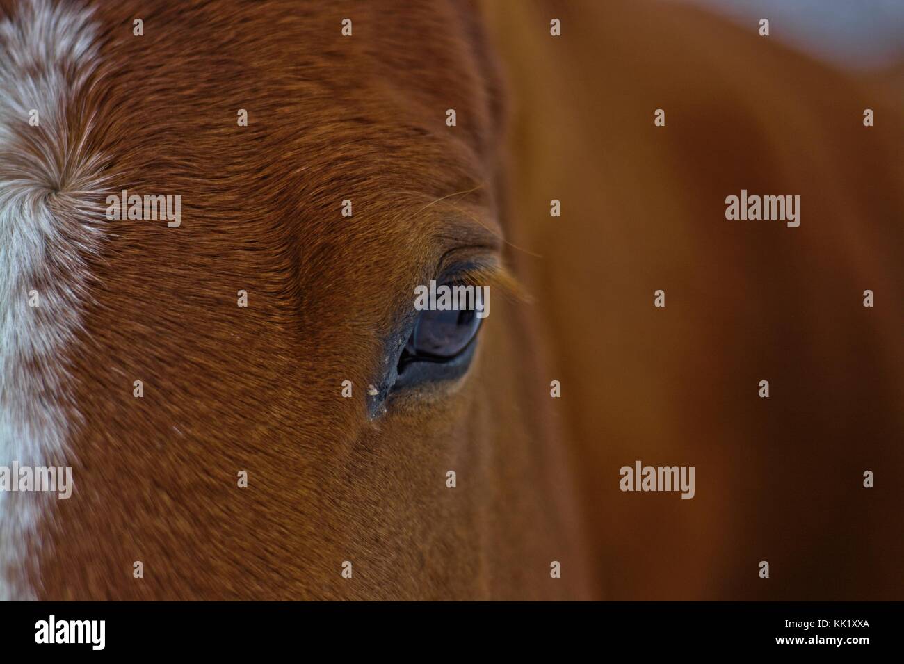 Horse's Eye Detail Stock Photo - Alamy