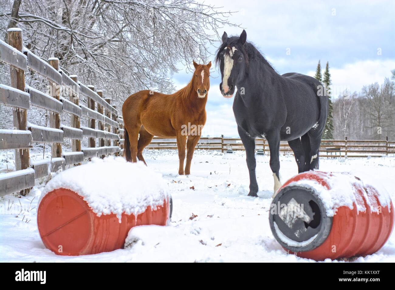 Pair of horses in the snow by post and rail fence Stock Photo - Alamy