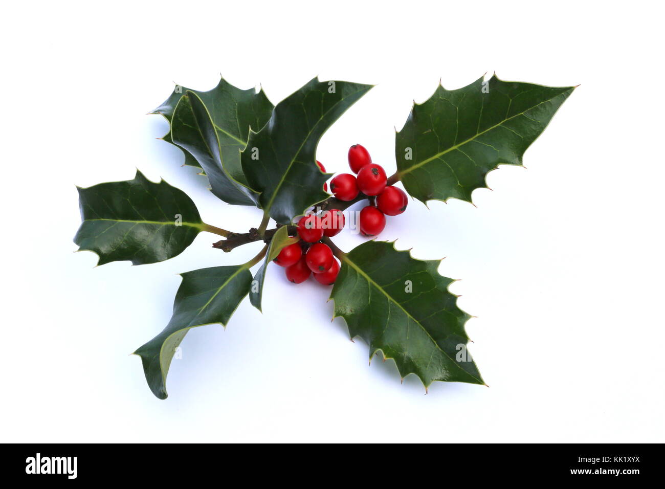 European Holly (Ilex aquifolium) sprig and red berries, on white ...