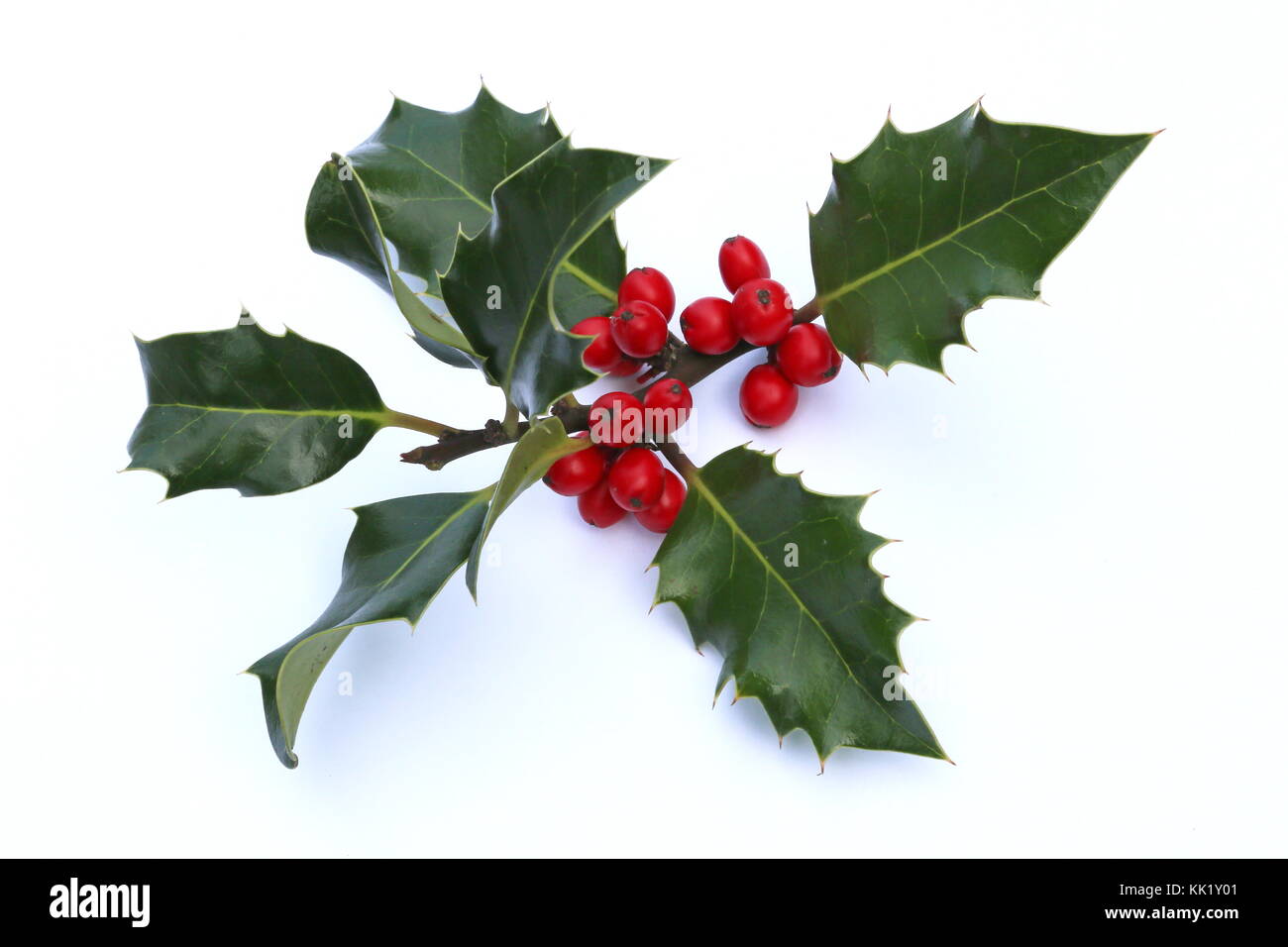European Holly (Ilex aquifolium) sprig and red berries, on white ...