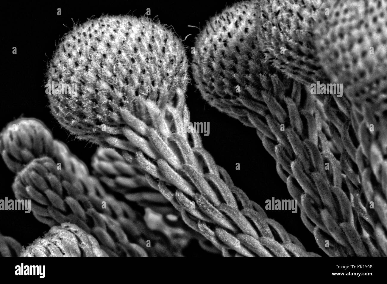 Close up macro tiny Black and White Stock Photos & Images - Alamy