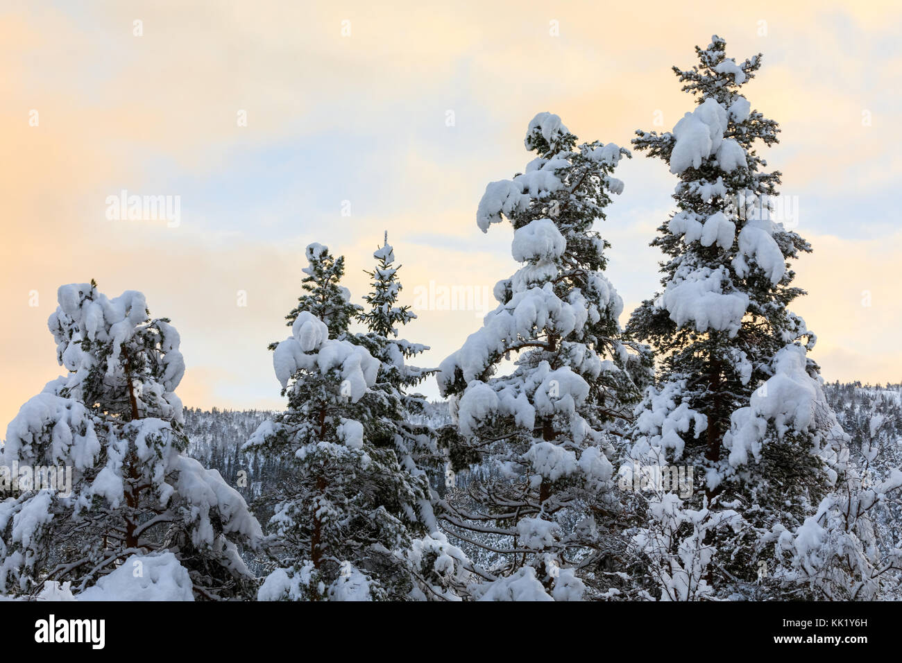 Snow on the fir trees with a nice colorful sky in the background Stock ...