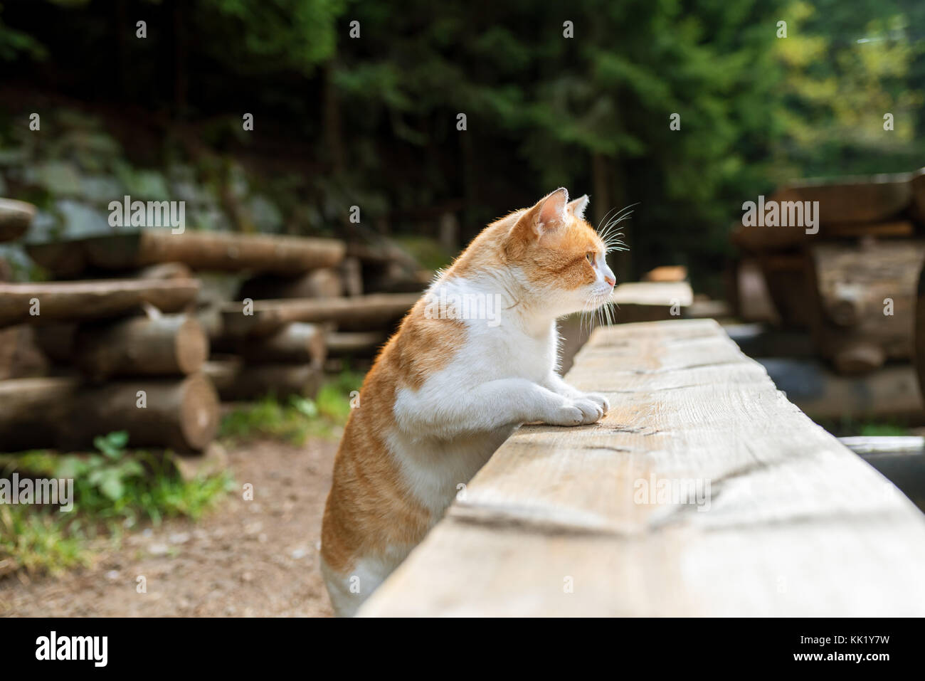 hunting orange cat in autumn Stock Photo - Alamy