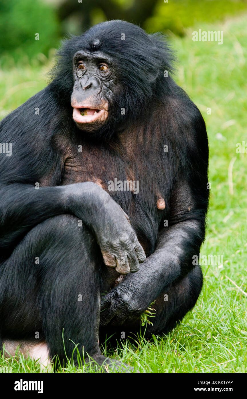 Dwarf chimpanzee hi-res stock photography and images - Alamy