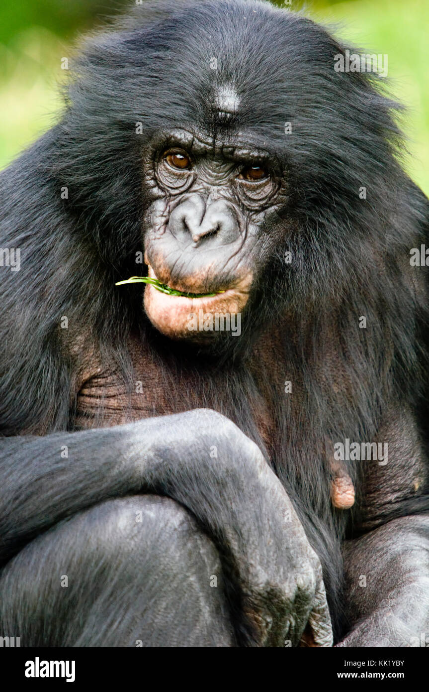 Dwarf chimpanzee hi-res stock photography and images - Alamy