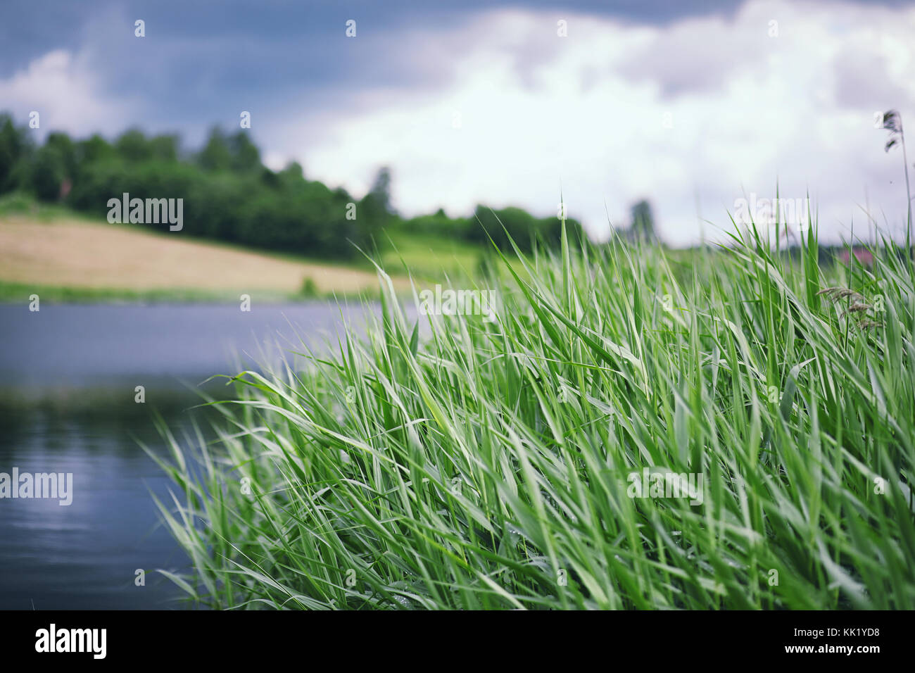 Landscape lake. Texture of water. The lake is at dawn. The mouth Stock ...
