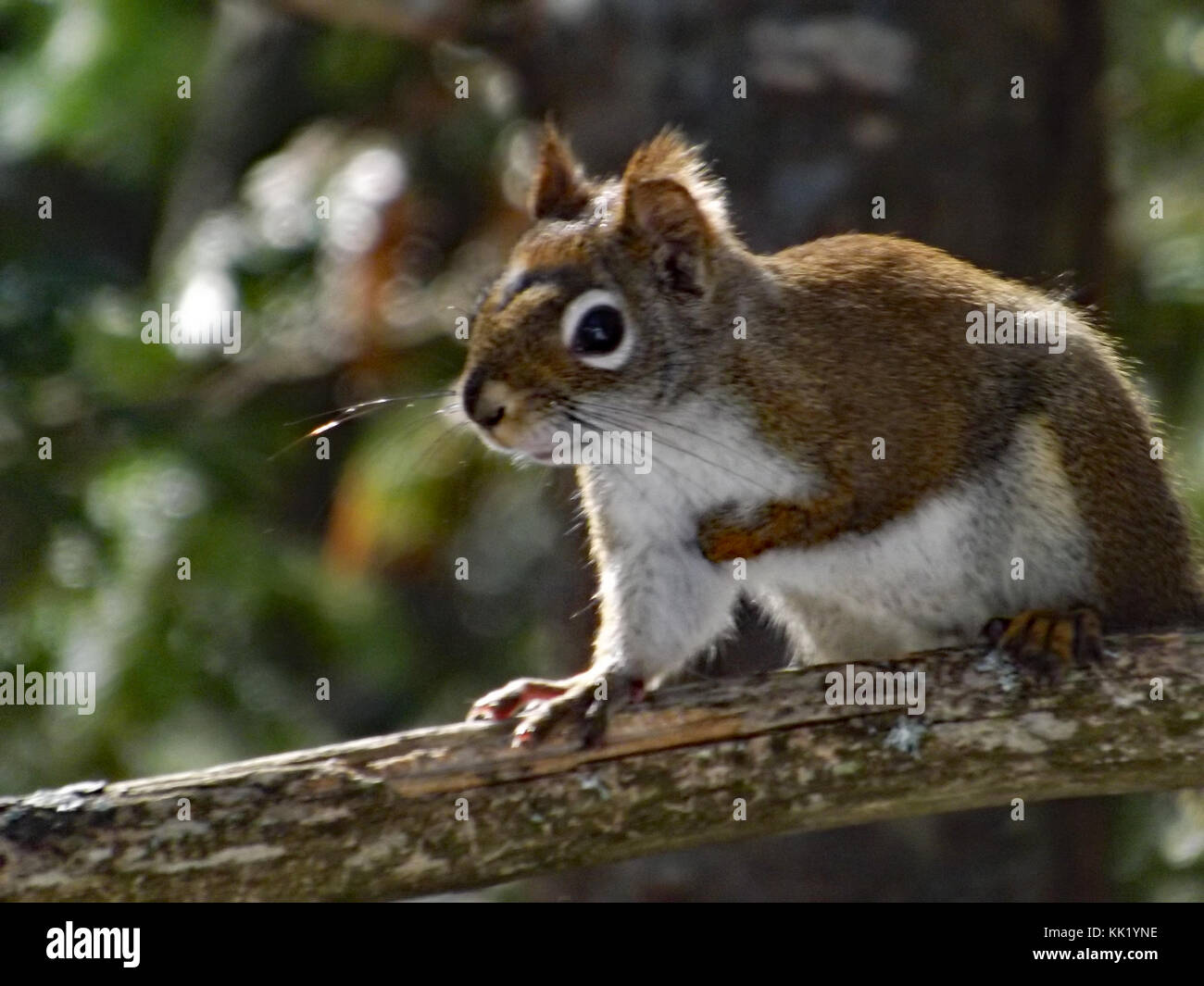 Joyful squirrel hi-res stock photography and images - Alamy