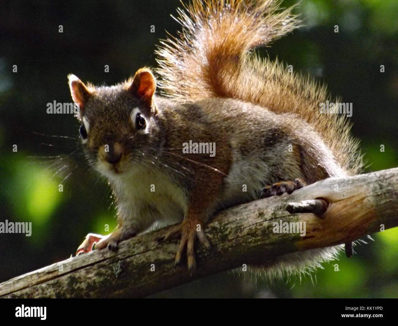 Destructive animals hi-res stock photography and images - Alamy