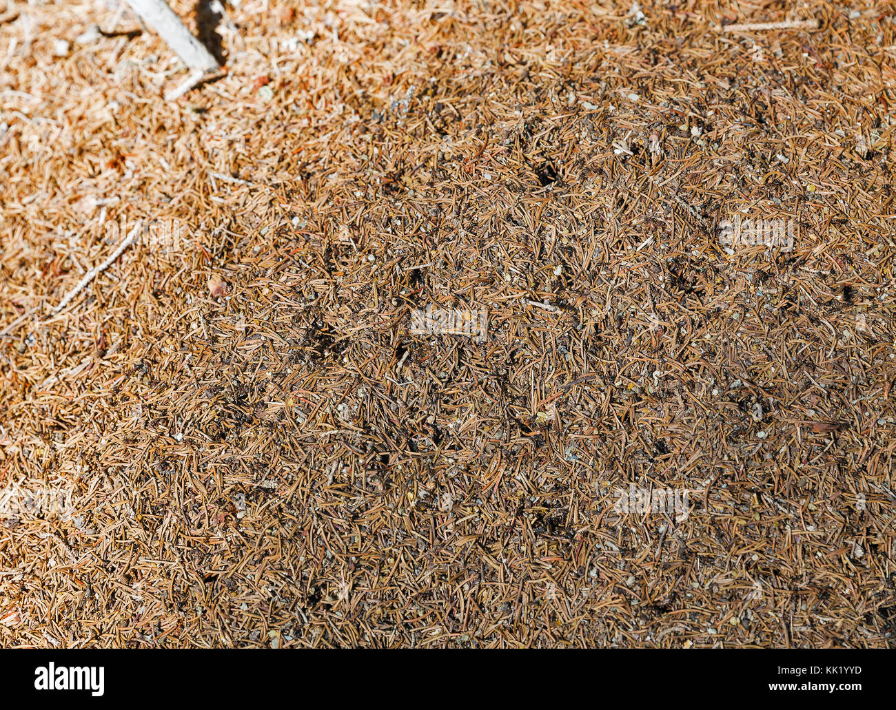 Anthill in the forest hi-res stock photography and images - Alamy