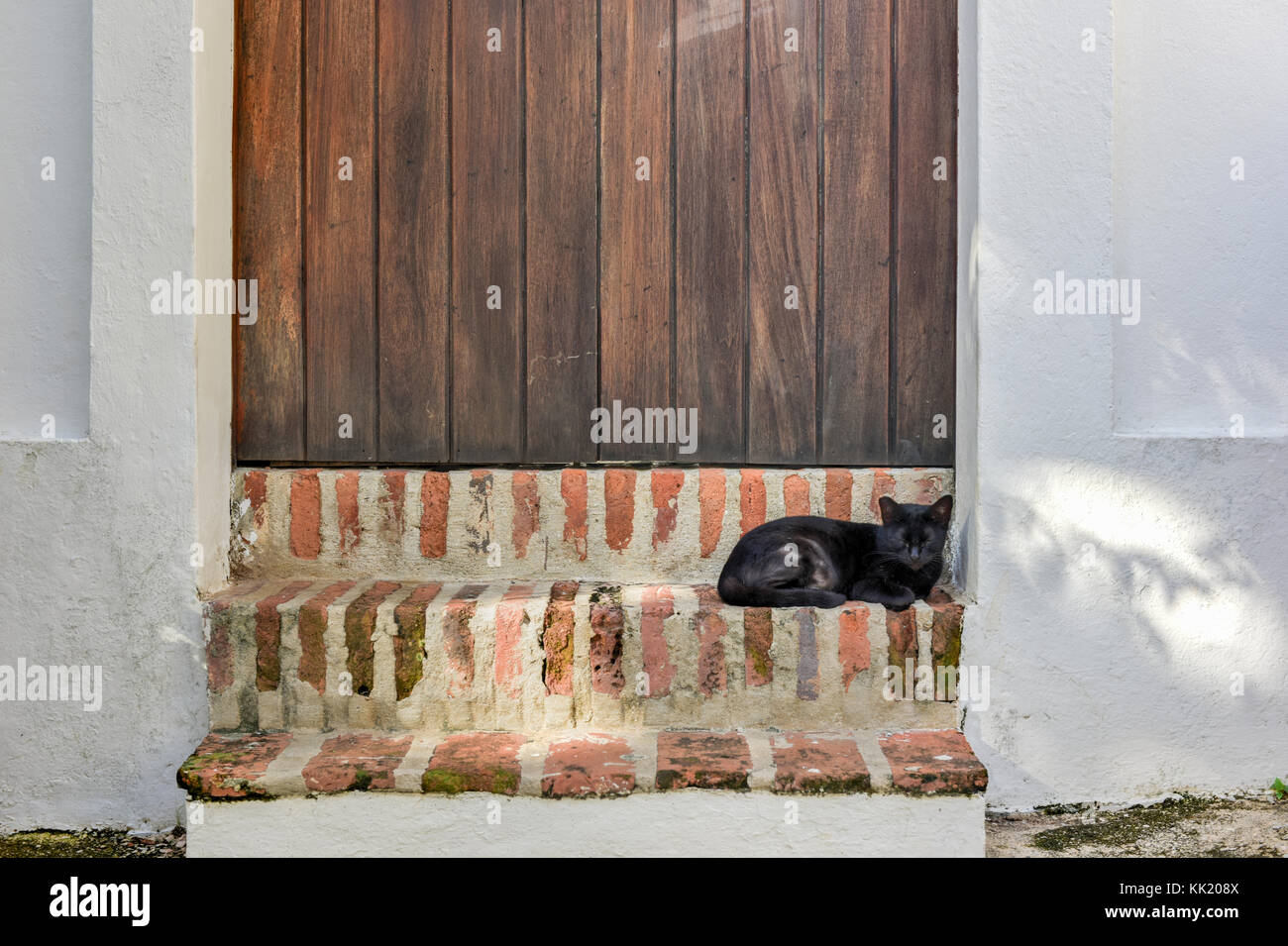 Cat on the streets of Old San Juan, Puerto Rico Stock Photo - Alamy