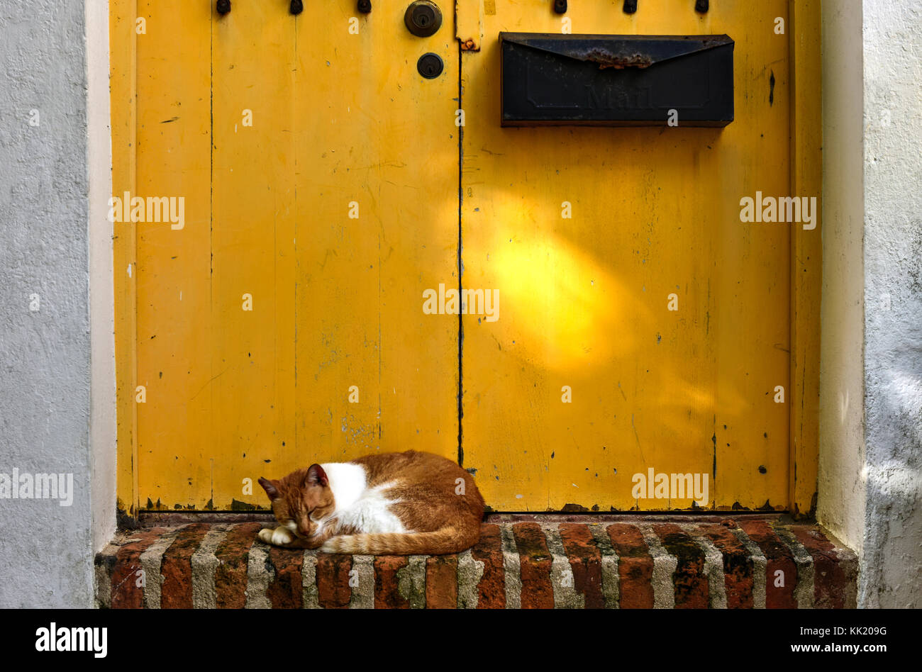 Cat on the streets of Old San Juan, Puerto Rico Stock Photo - Alamy