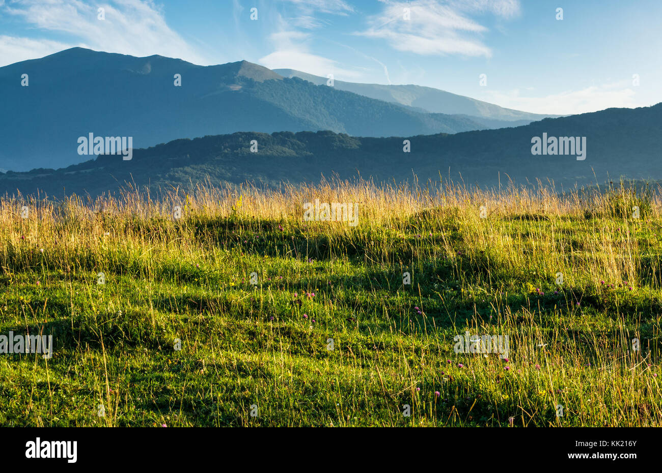 summer scenery of grassy field in mountains. mountain ridge with high ...
