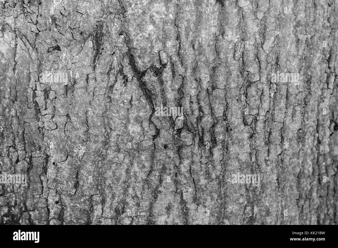 The bark of the old tree. Without color. Background. Close-up Stock ...