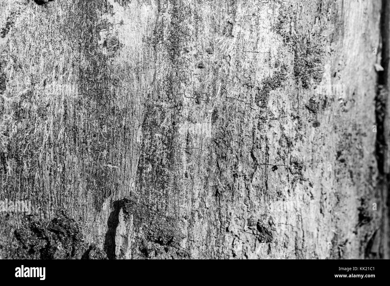 The bark of the old tree. Without color. Background. Close-up Stock ...