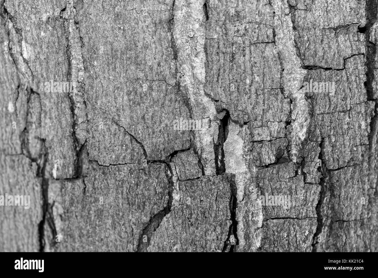 The bark of the old tree. Without color. Background. Close-up Stock ...