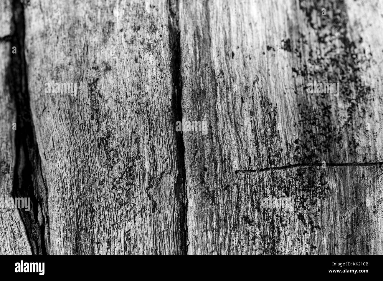 The bark of the old tree. Without color. Background. Close-up Stock ...