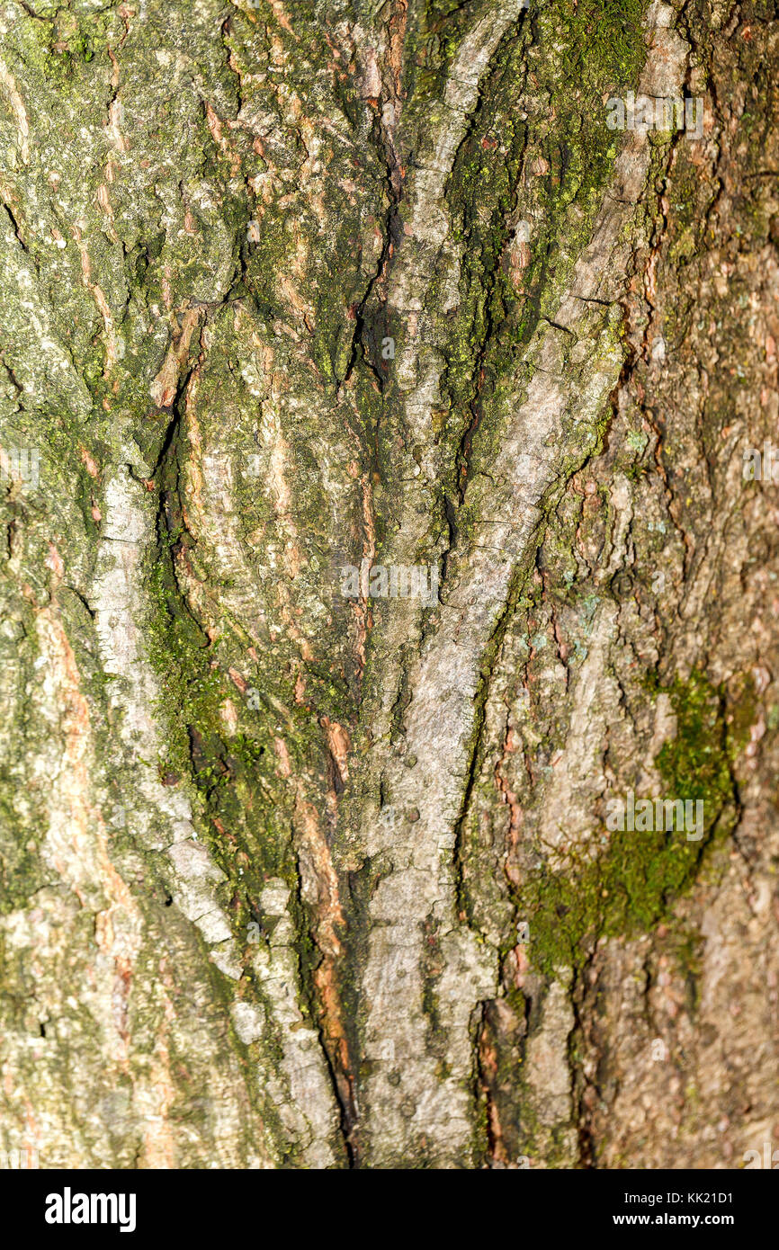 The bark of the old tree. Background. Close-up Stock Photo - Alamy
