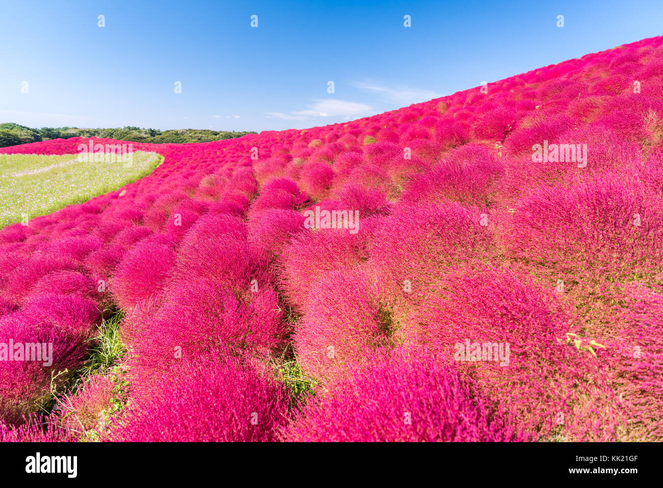 Kochia and cosmos bush with hill landscape Mountain,at Hitachi Seaside ...
