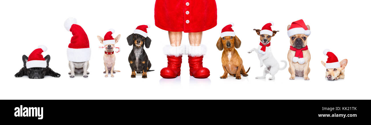 christmas santa claus row of dogs isolated on white background, with ...