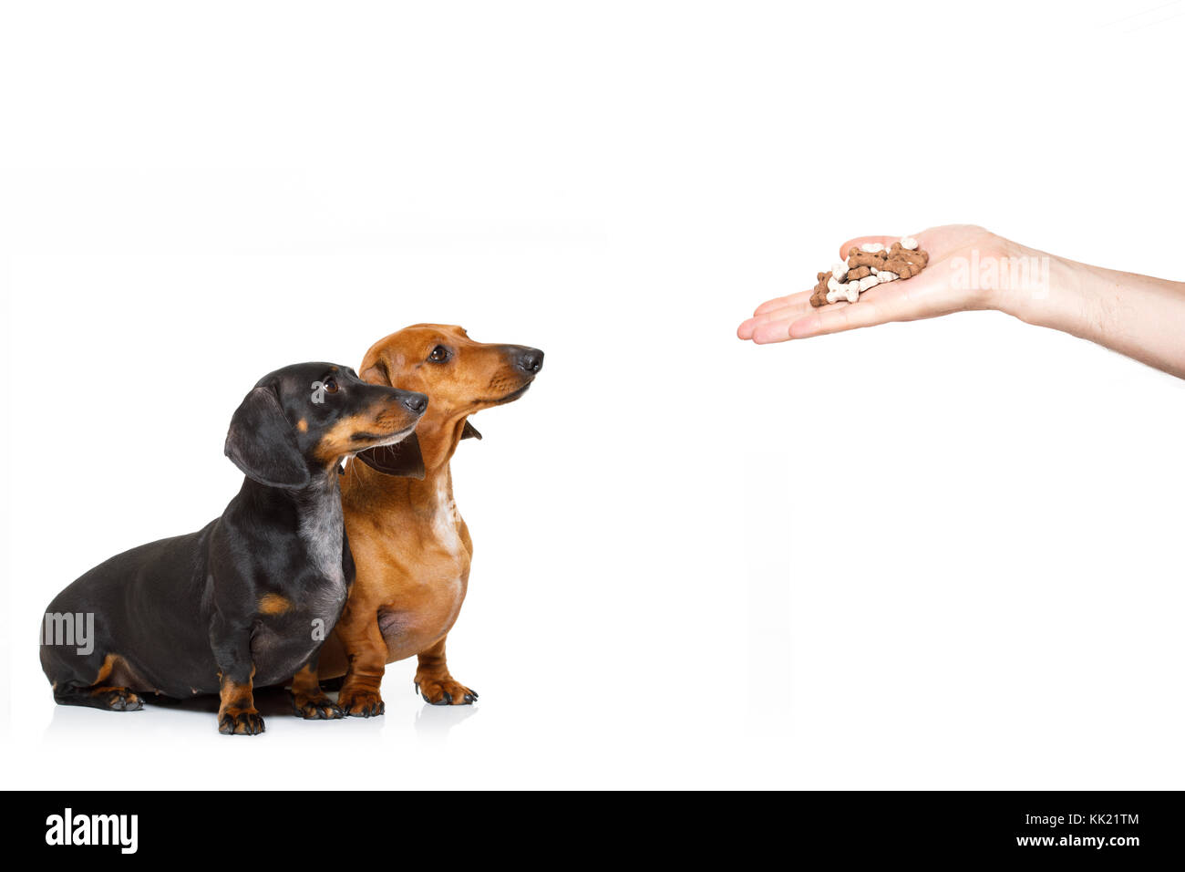 couple of hungry dachshund sausage dogs , for a treat by his owner ...