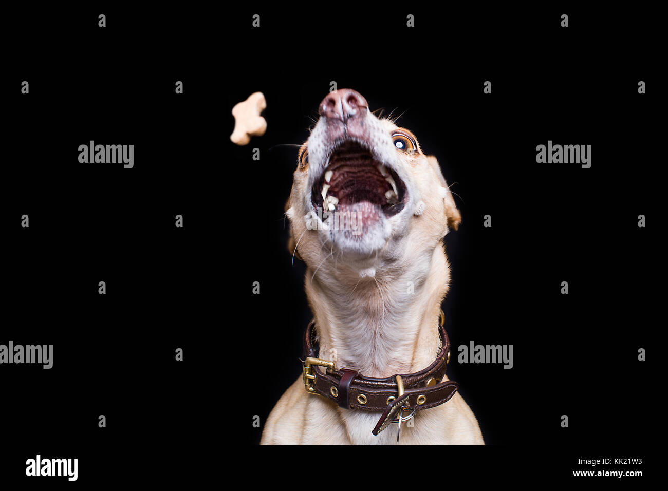 Chihuahua cookie hi-res stock photography and images - Alamy