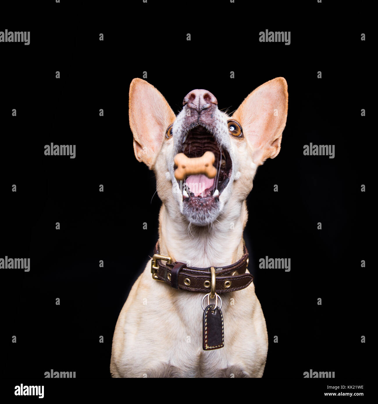 Chihuahua cookie hi-res stock photography and images - Alamy