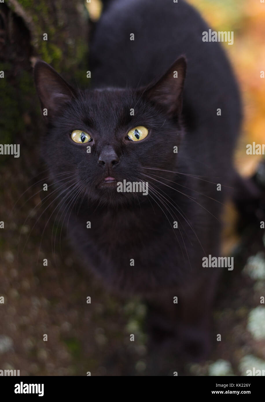 Black cat on a tree Stock Photo - Alamy