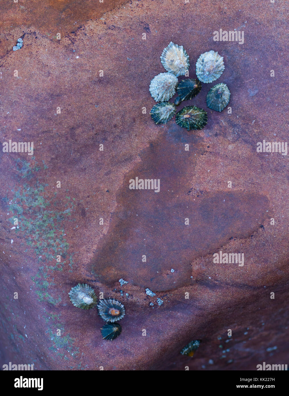 LAPA - LIMPET (Patella aspera), San Julian beach, Liendo, Cantabrian ...