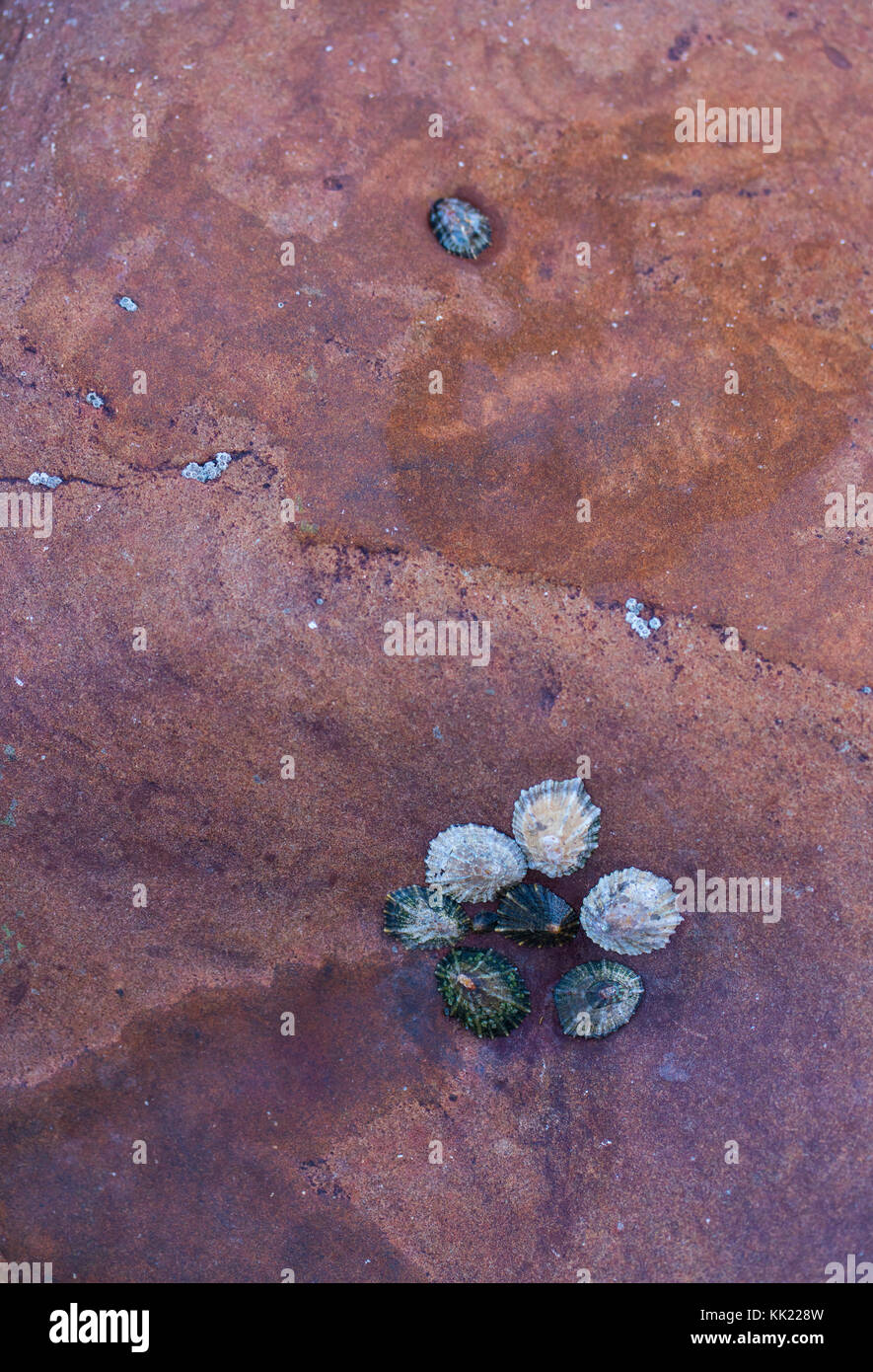 LAPA - LIMPET (Patella aspera), San Julian beach, Liendo, Cantabrian ...
