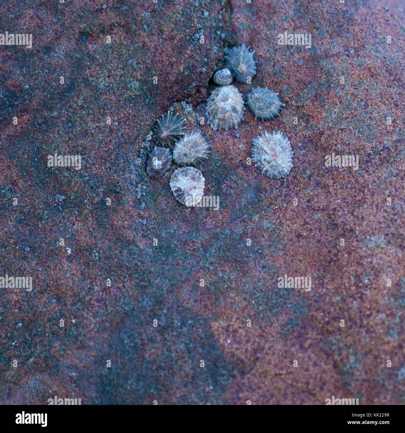 LAPA - LIMPET (Patella aspera), San Julian beach, Liendo, Cantabrian ...