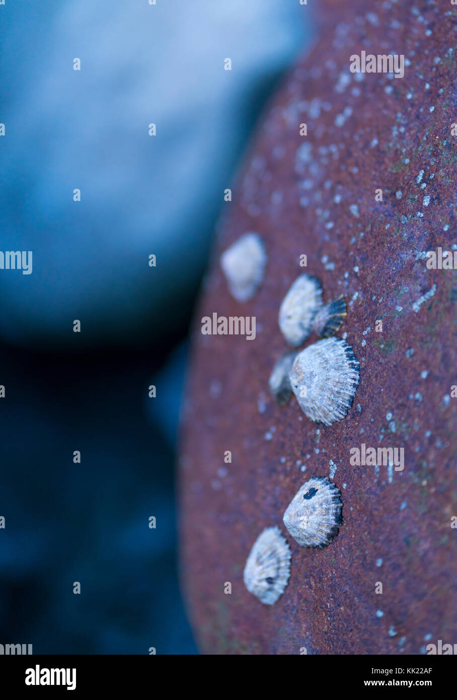 LAPA - LIMPET (Patella aspera), San Julian beach, Liendo, Cantabrian ...