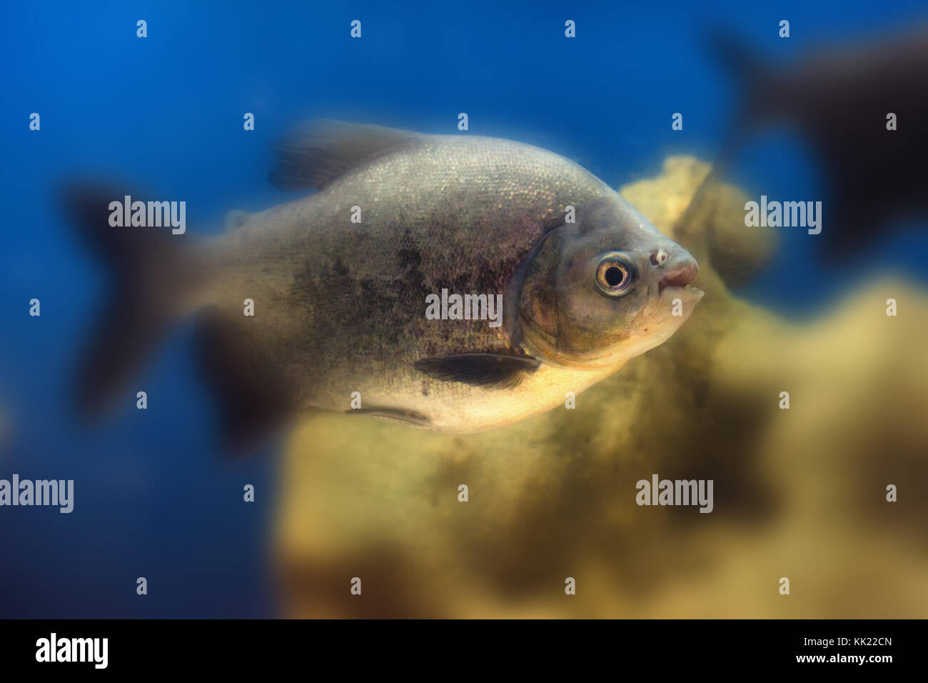 Tambaqui or Colossoma macropomum fish in tank Stock Photo - Alamy