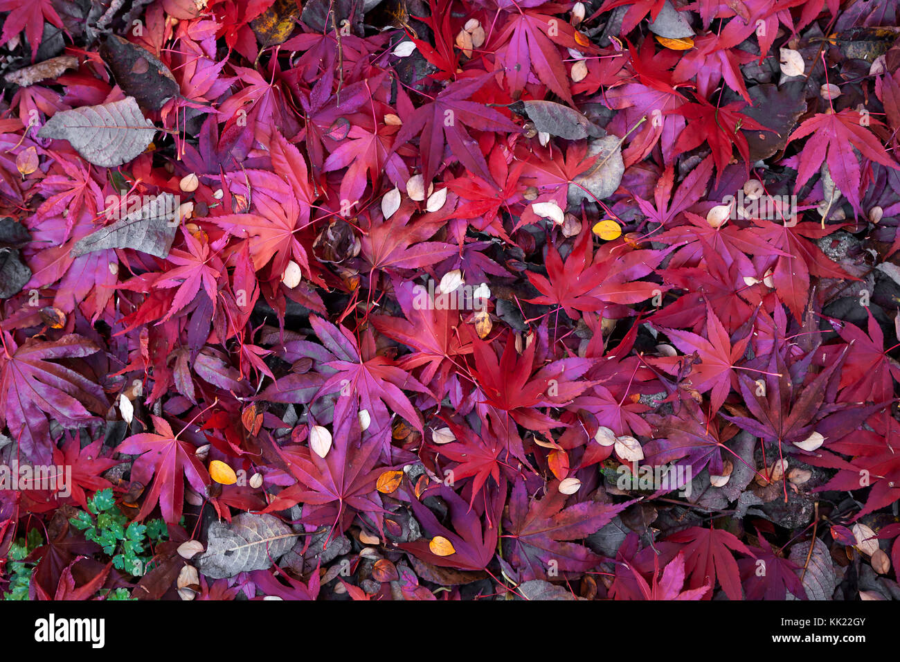 Fallen japanese maple leaves hi-res stock photography and images - Alamy