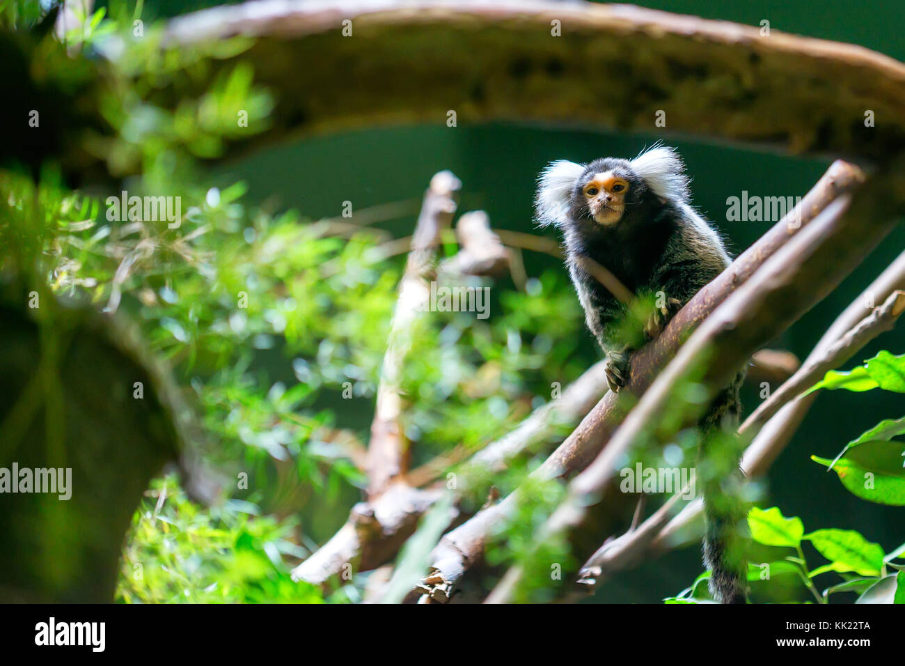 Callithrix family hi-res stock photography and images - Alamy