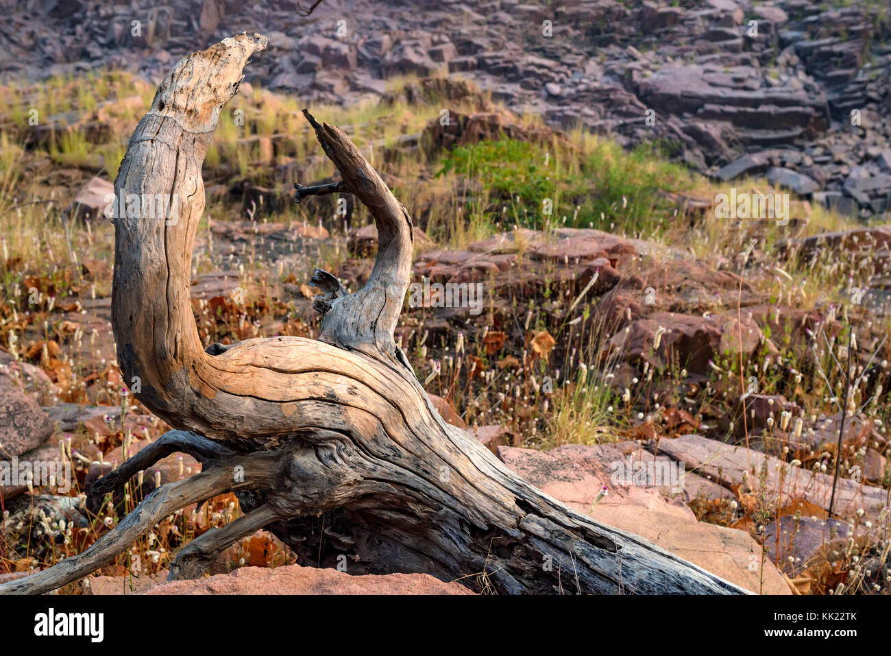 Dry fallen tree roots close up Stock Photo - Alamy